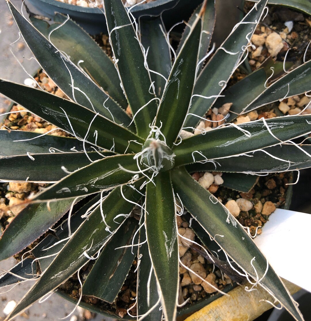 Agave Filifera, Hairy Dwarf Agave, Rare Succulent Plant, Small ...