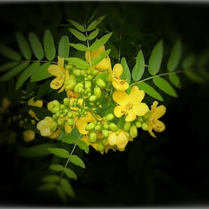 Privet Senna Ligustrina Sensitive Plant Florida Native Flowering Shrub ...