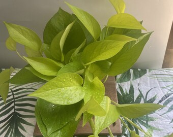 Monstera Lemon Lime - Etsy