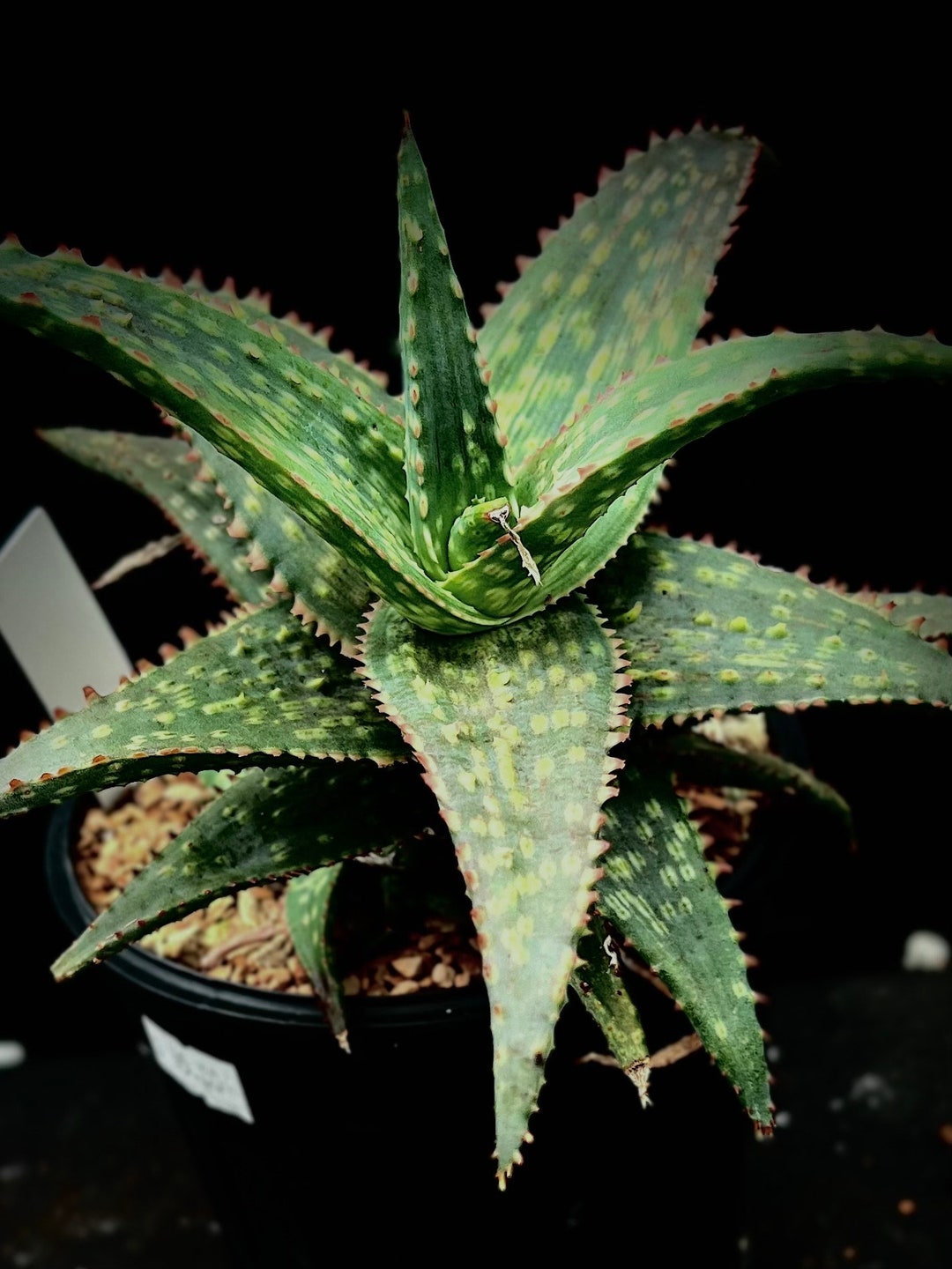 Aloe Hybrid 'fang 4, Kelly Griffin Succulent Hybrid, Beautiful Colored ...