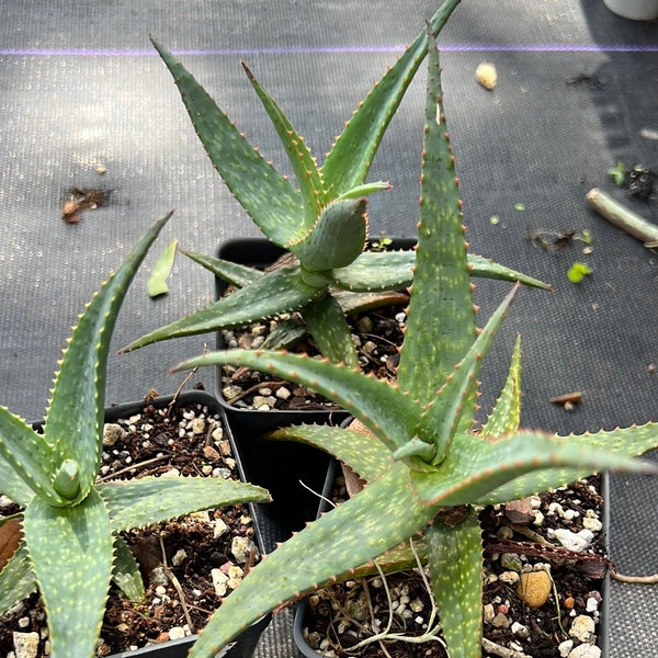 Rare Aloe - Etsy