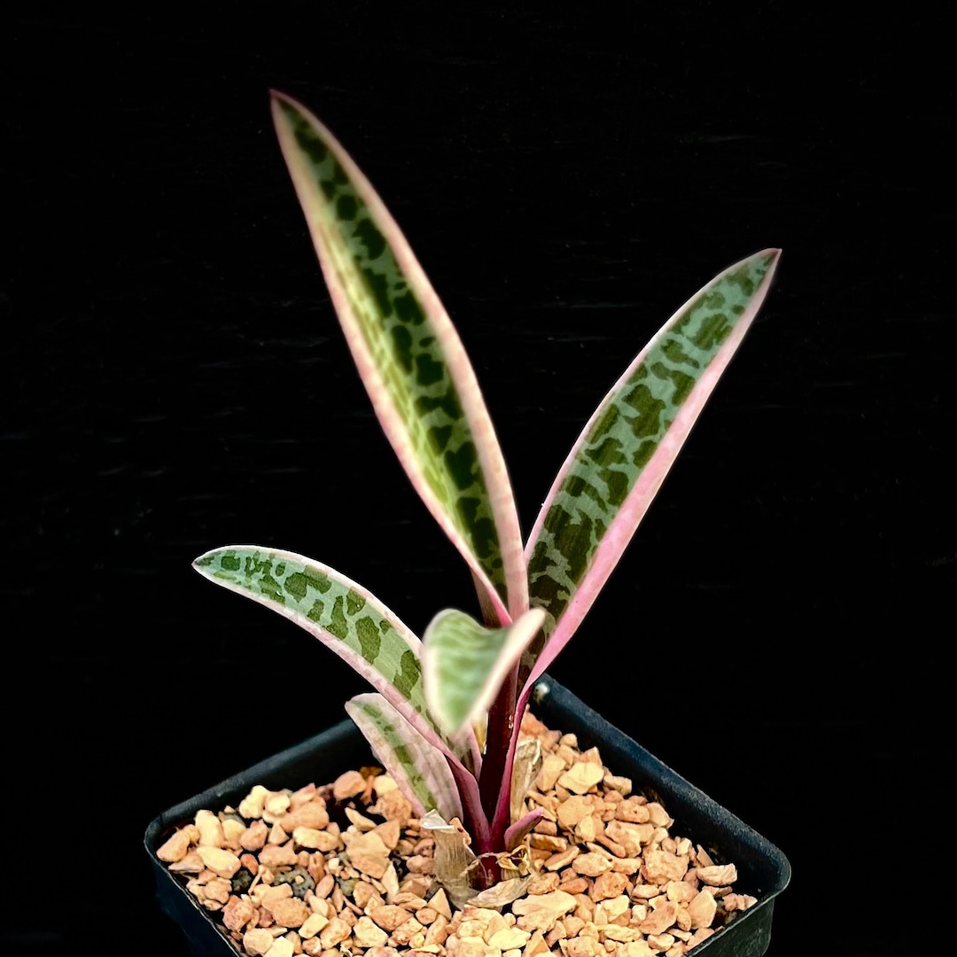 Ledebouria Socialis Cv 'juda' 3 Inch Pots, 1-2 Bulbs, African Bulb ...