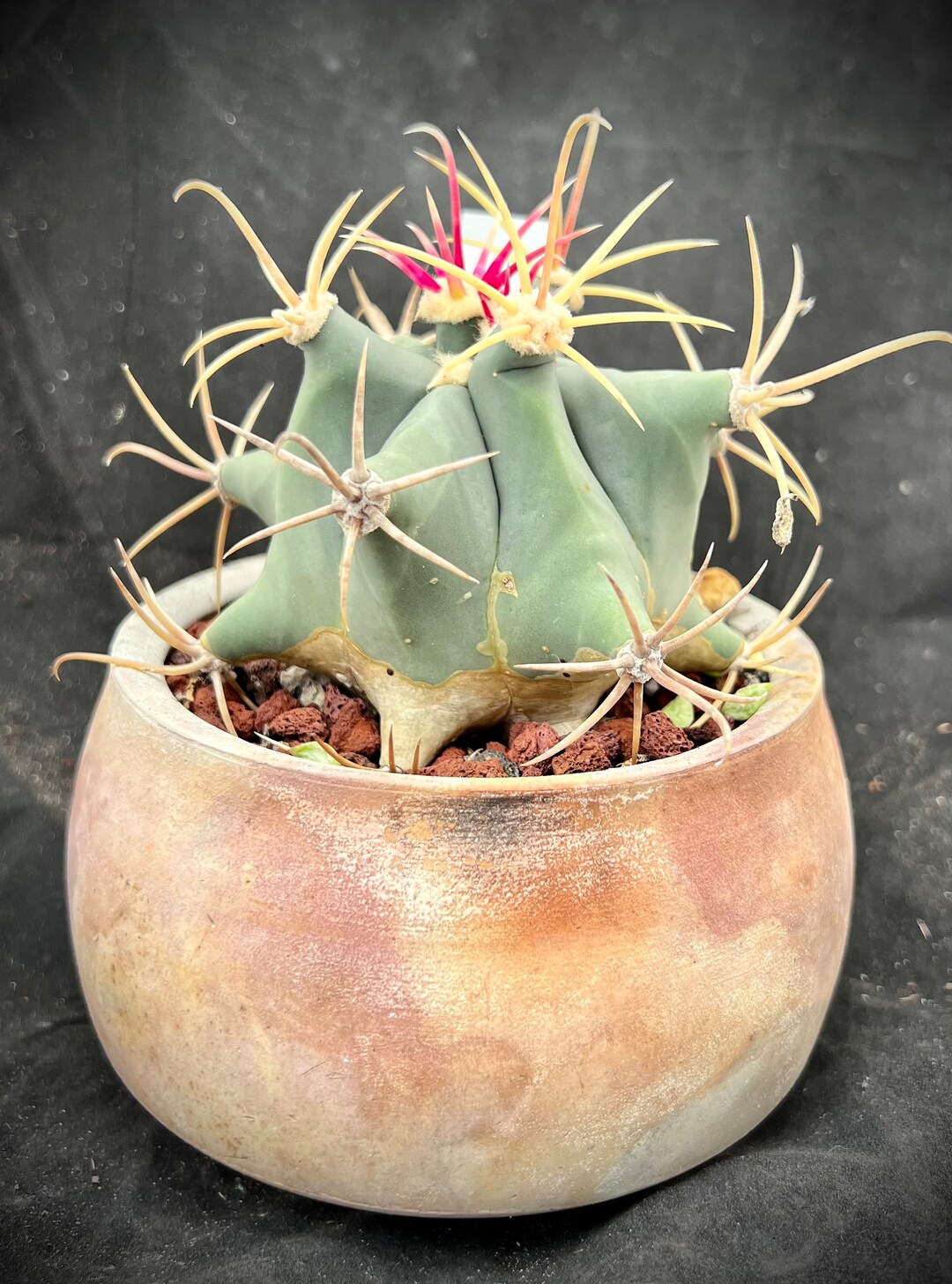Ferocactus Emoryi 4, Native Southwest Cactus, Barrel Cactus, Succulent ...