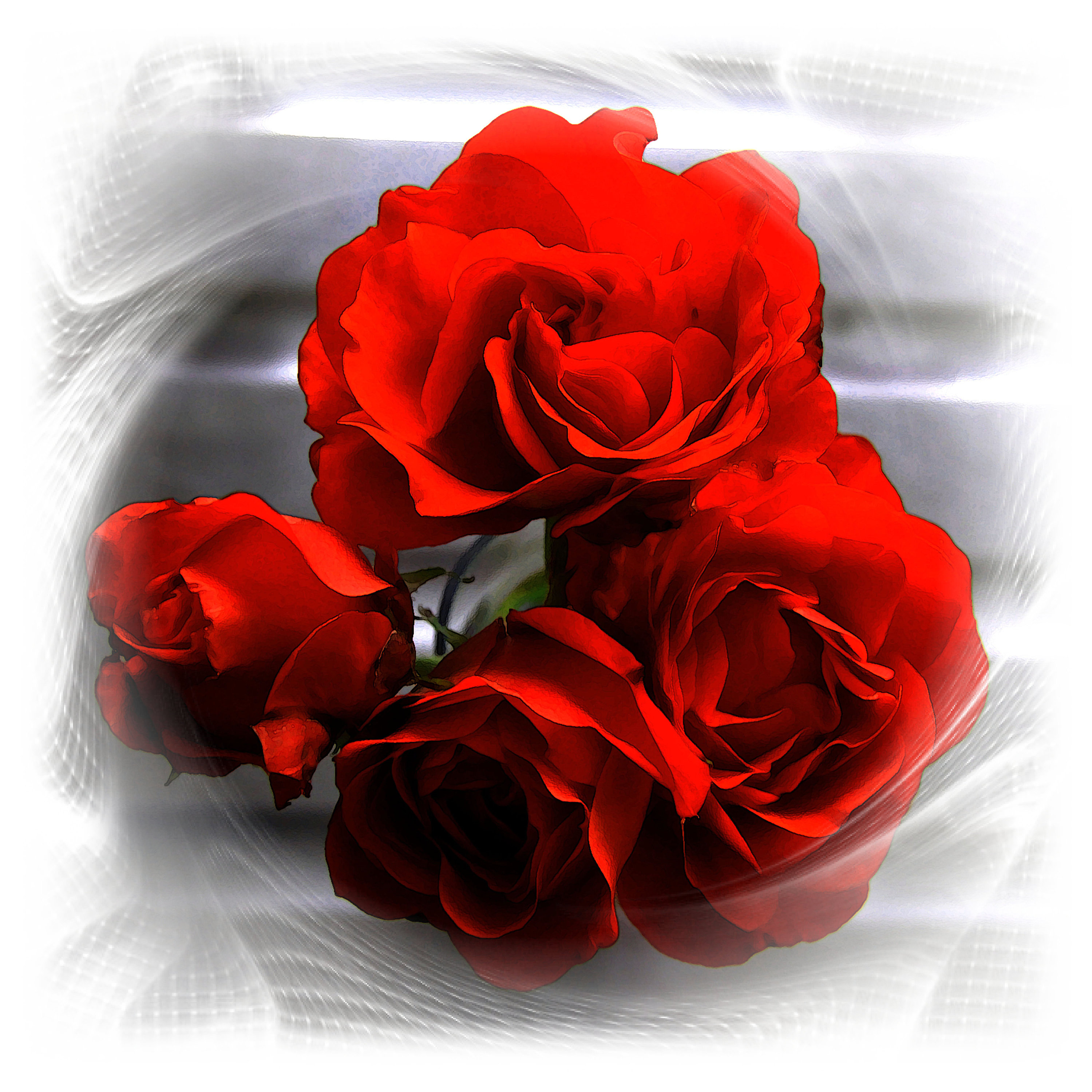 Red Rose Print Background