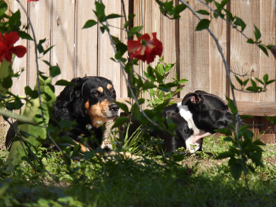 Jack and Monkey Sun Tanning Digital Photo - Etsy
