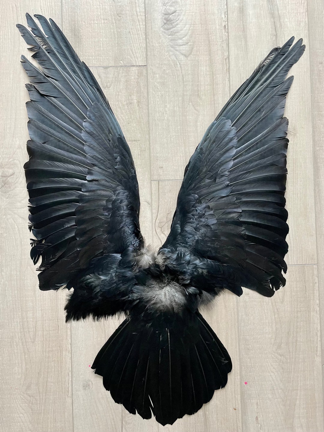 Taxidermy. Black Raven With Wings and Tail. Set Consists of 2 Wings and ...