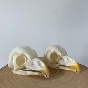 Real Skulls of Ural Owls - Etsy