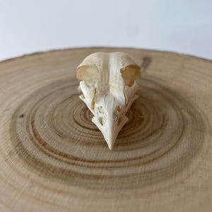 Buzzard Skulls - Etsy