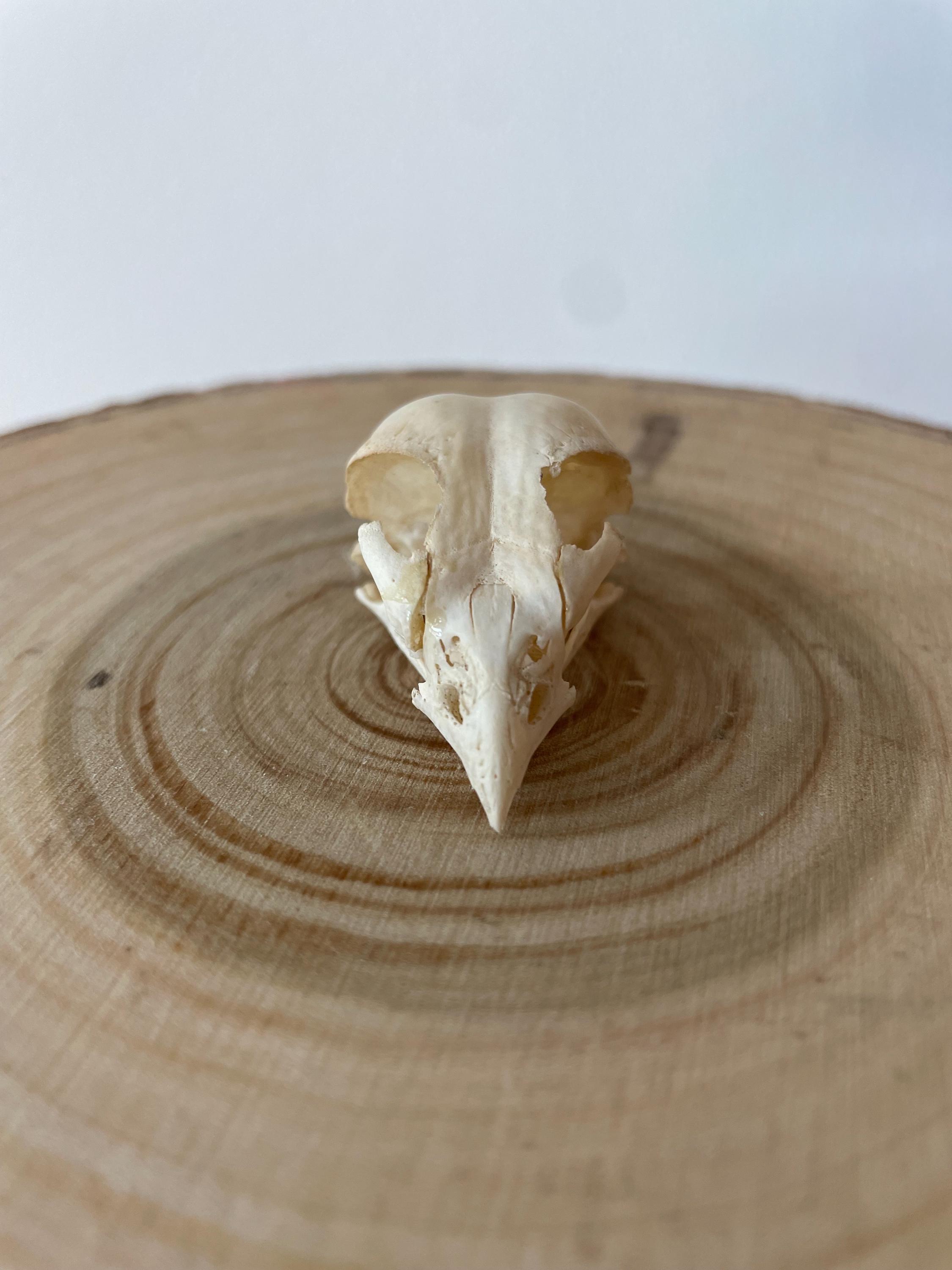 Buzzard Skulls - Etsy