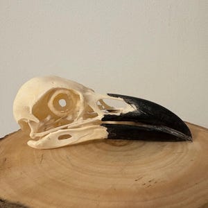 Real Skull of a Black Common Raven - Etsy