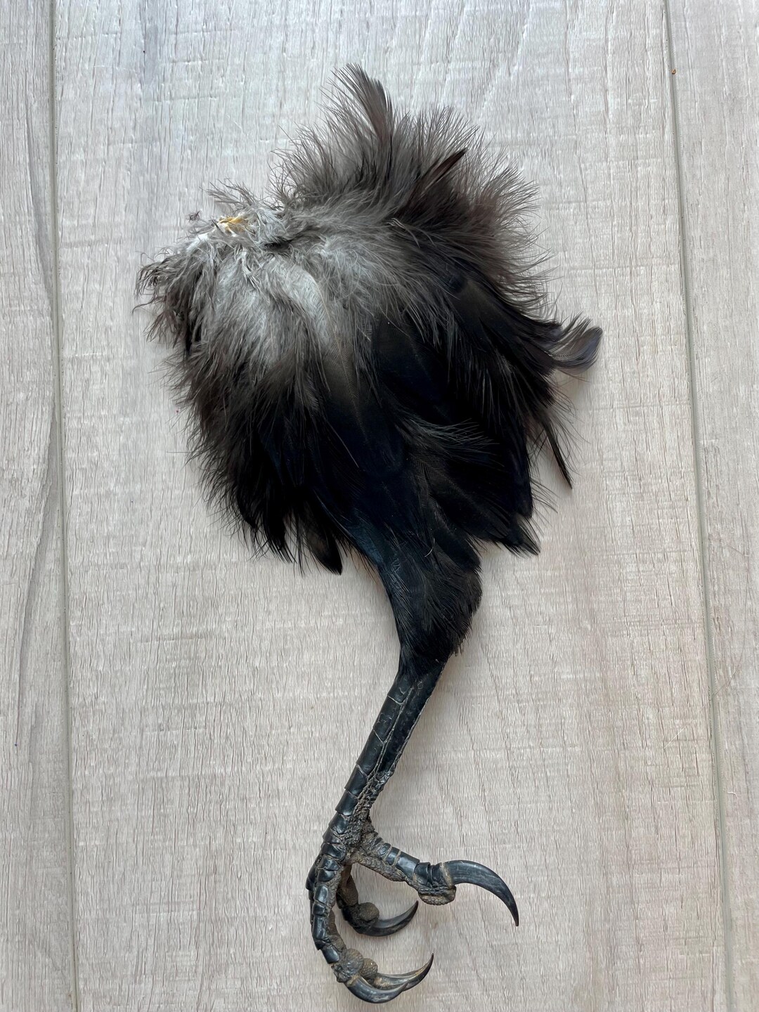 Real Black Raven Paw With Rib - Etsy