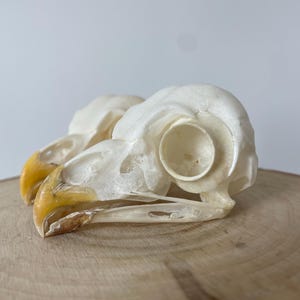 Real Skulls of Ural Owls - Etsy