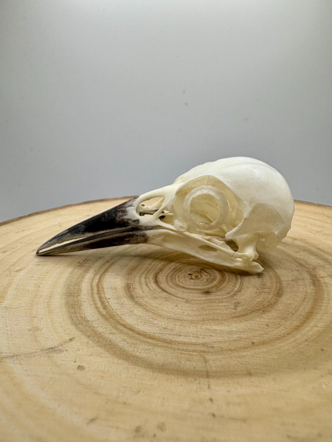 Real Skull of Northern Nutcracker - Etsy