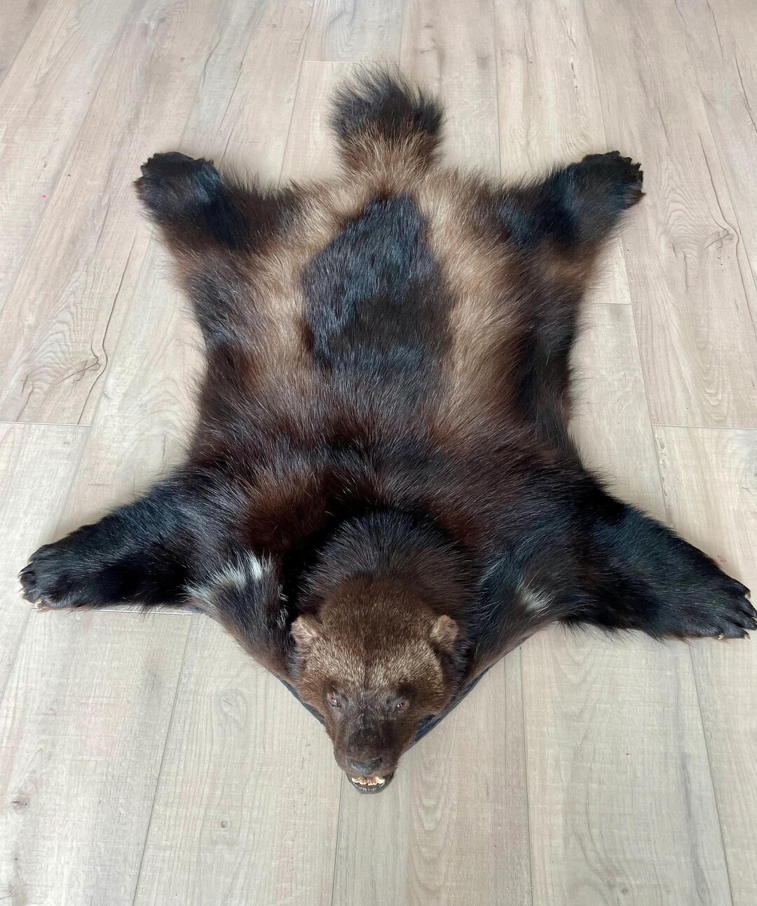 Taxidermy. Beautiful Wolverine Carpet. Rare Find. - Etsy