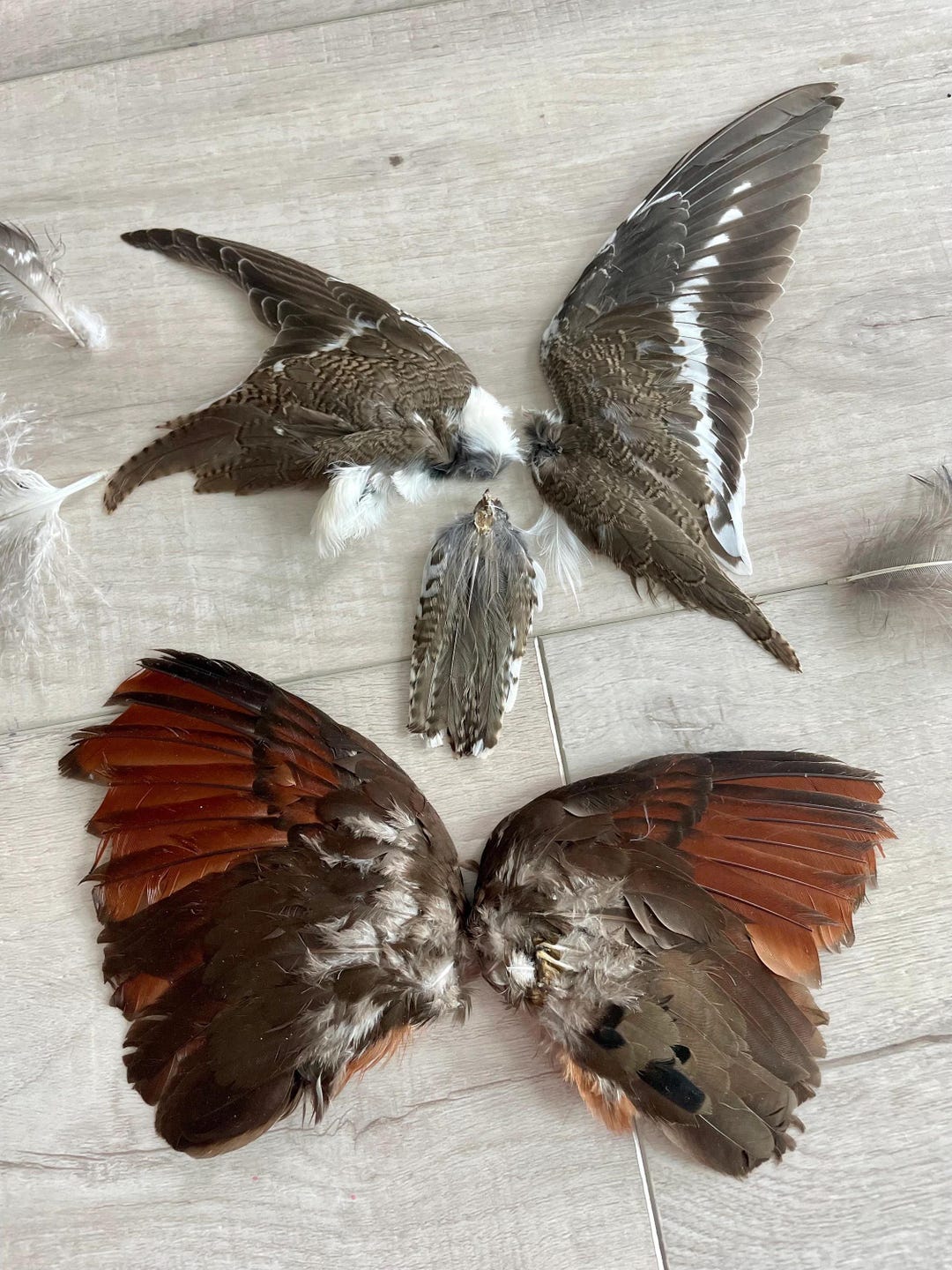 Common Sandpiper and Tropical Pigeon - Wings and Tail - Etsy