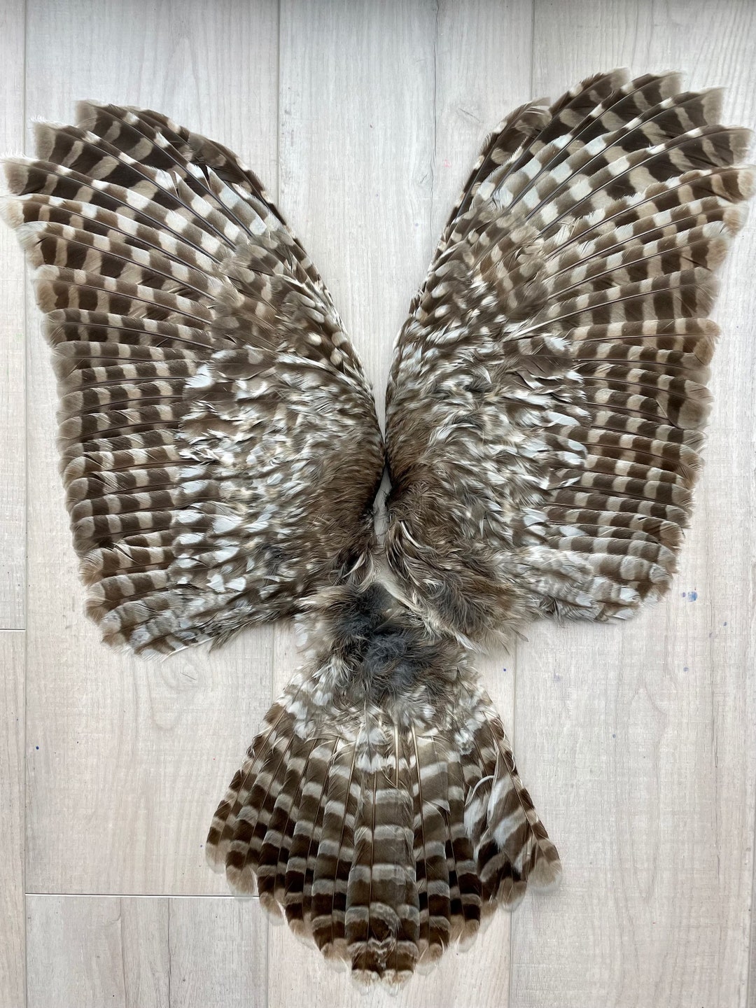 Taxidermy. Ural Owl Complete With Wings and Tail. - Etsy