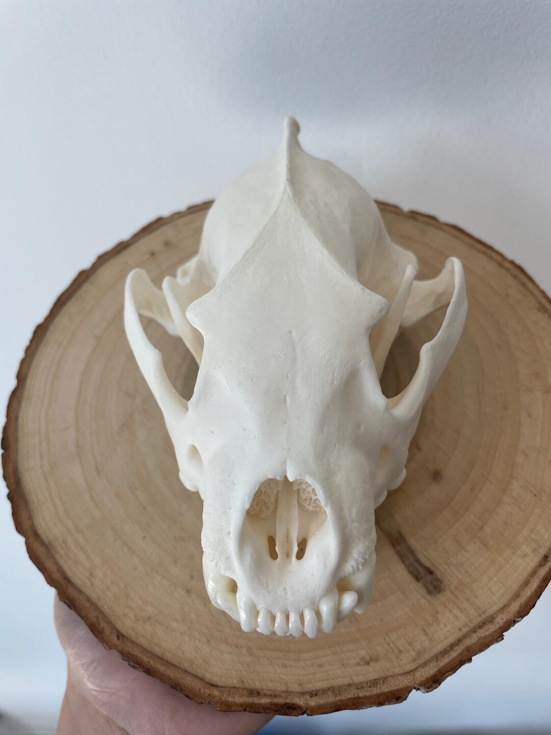 Real Wolverine Skull Top and Bottom Parts Are Glued - Etsy