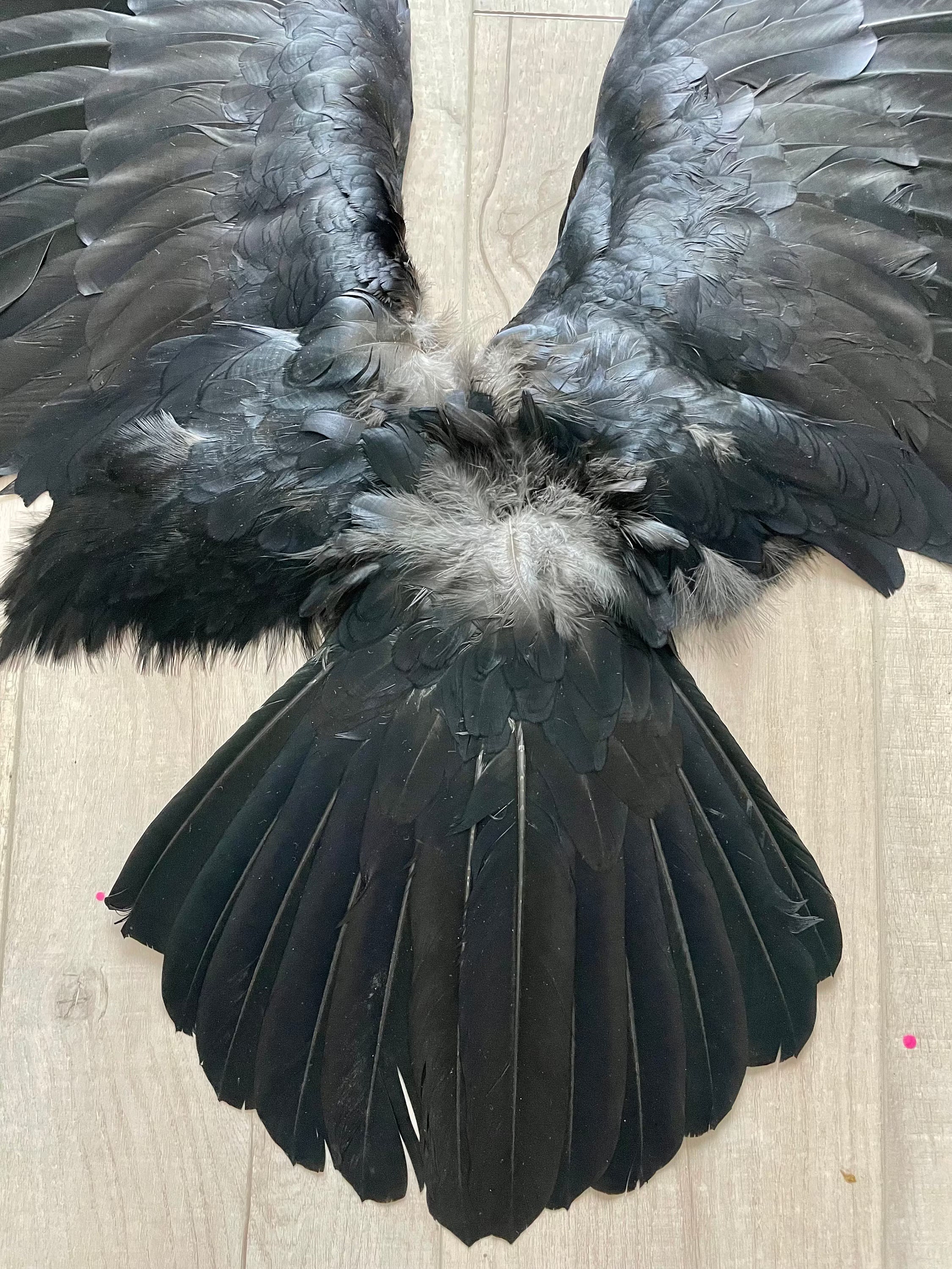 Taxidermy. Black Raven With Wings and Tail. Set Consists of 2 Wings and ...