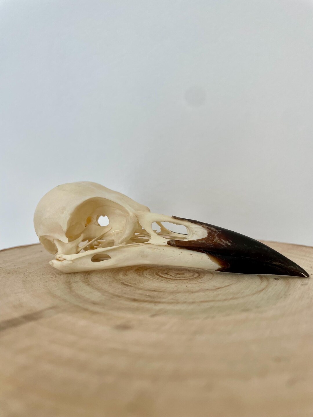Real Skull of Rook - Etsy