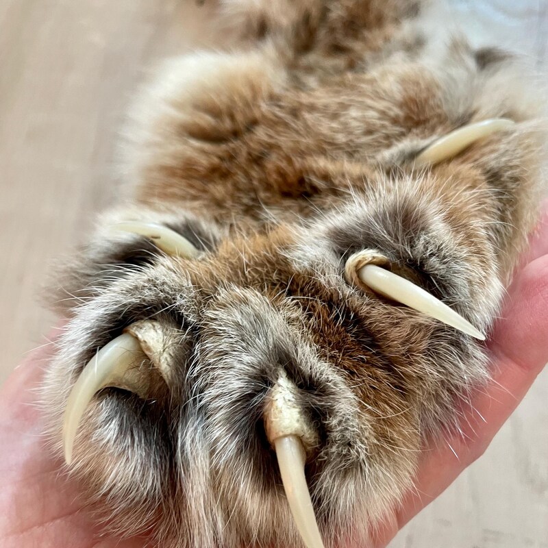 Real Animal Skin - Etsy