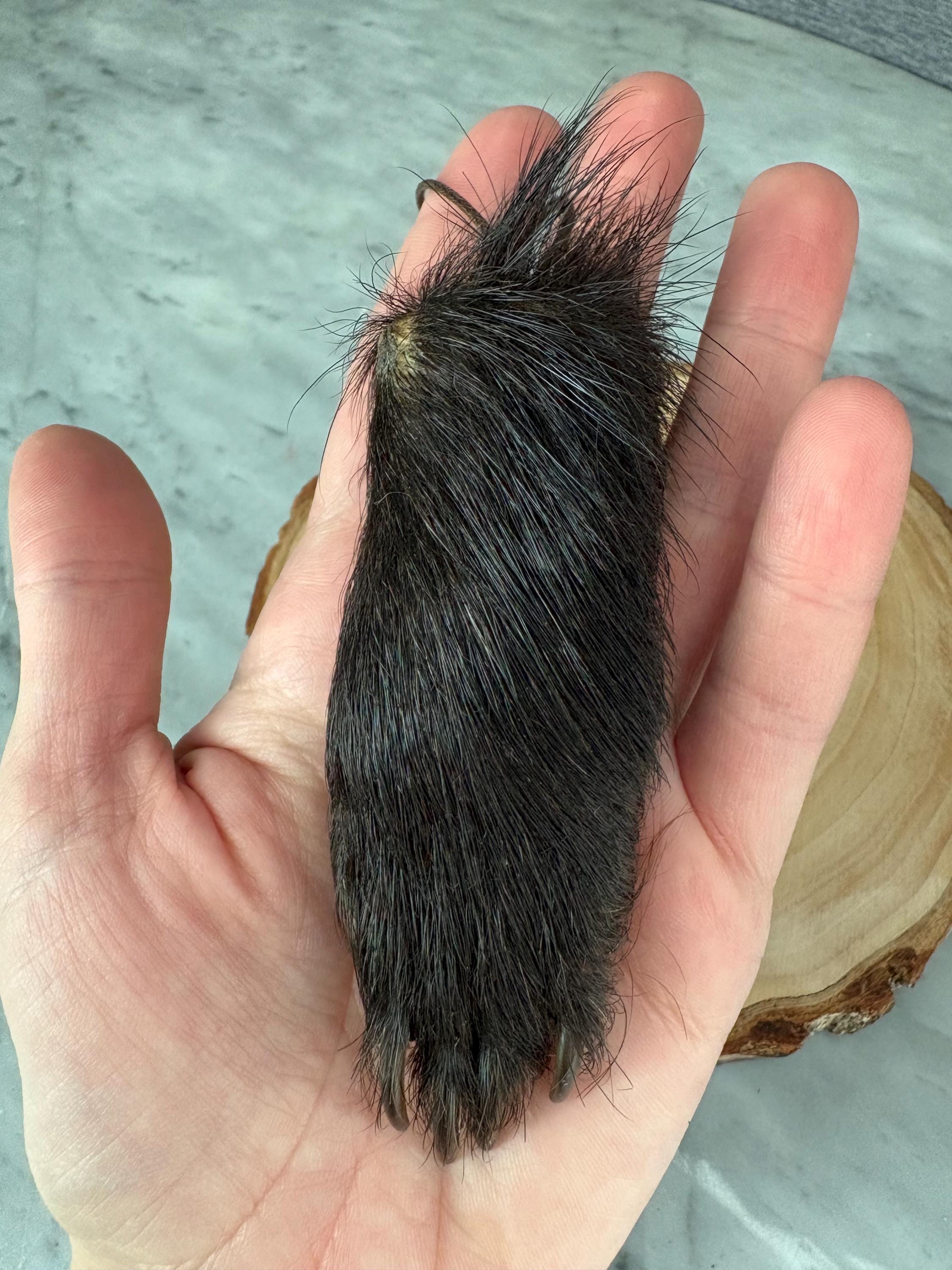 Amulet “badger Paw” - Etsy
