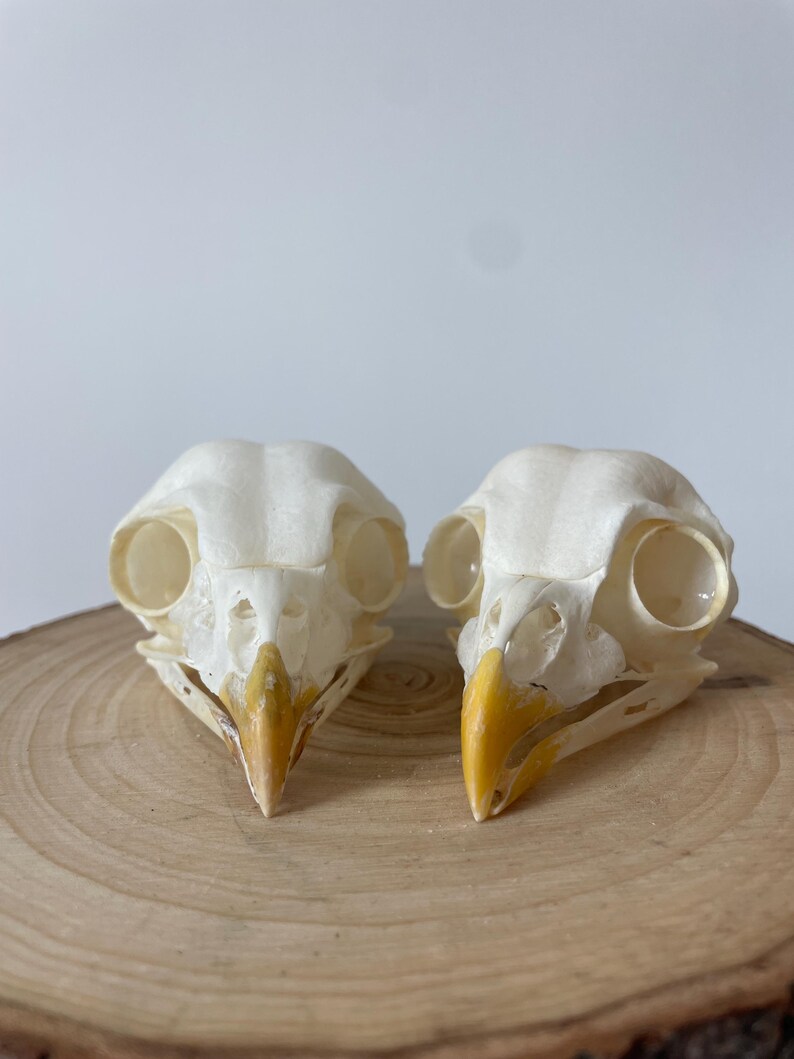 Real Skulls of Ural Owls - Etsy