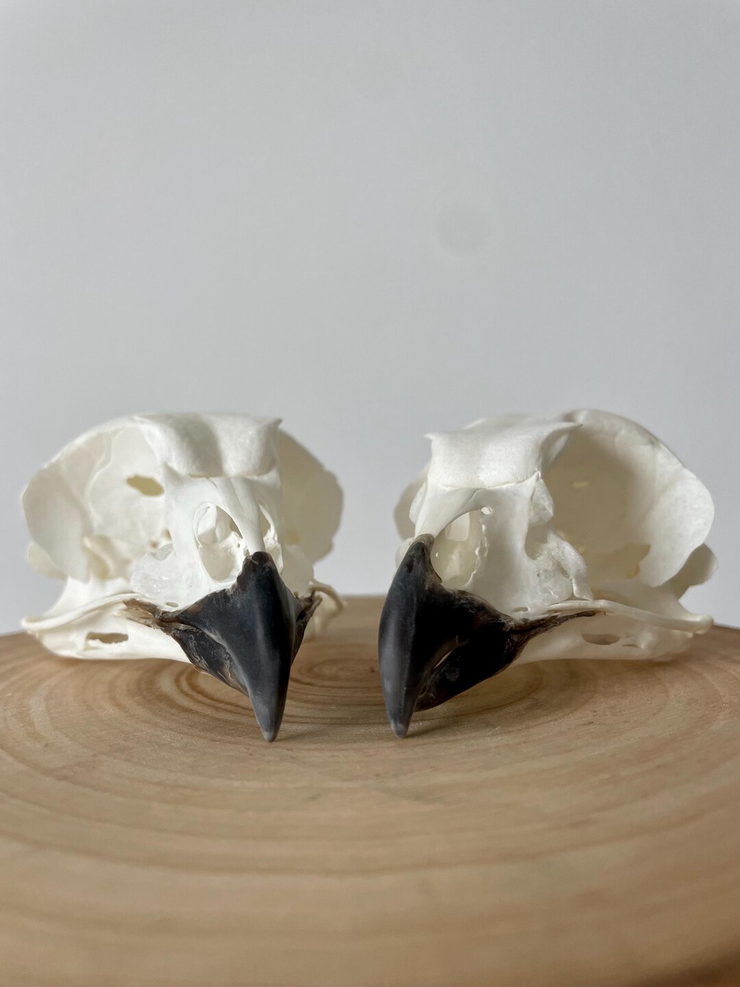 Real Skulls of Rare Owl - Etsy