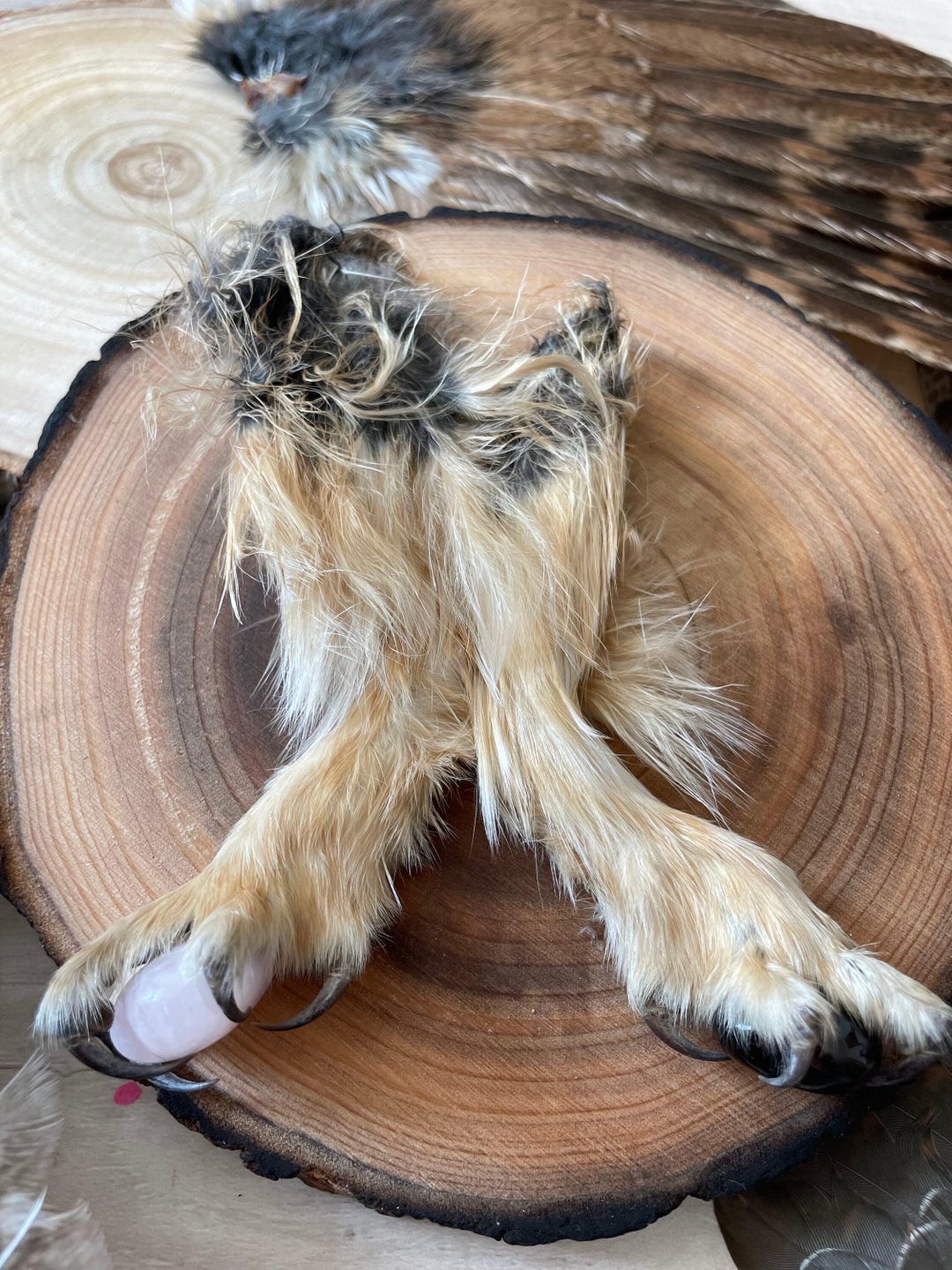 Amulet Owl's Paw With Black Agate and Quartz. Long-eared Owl. - Etsy