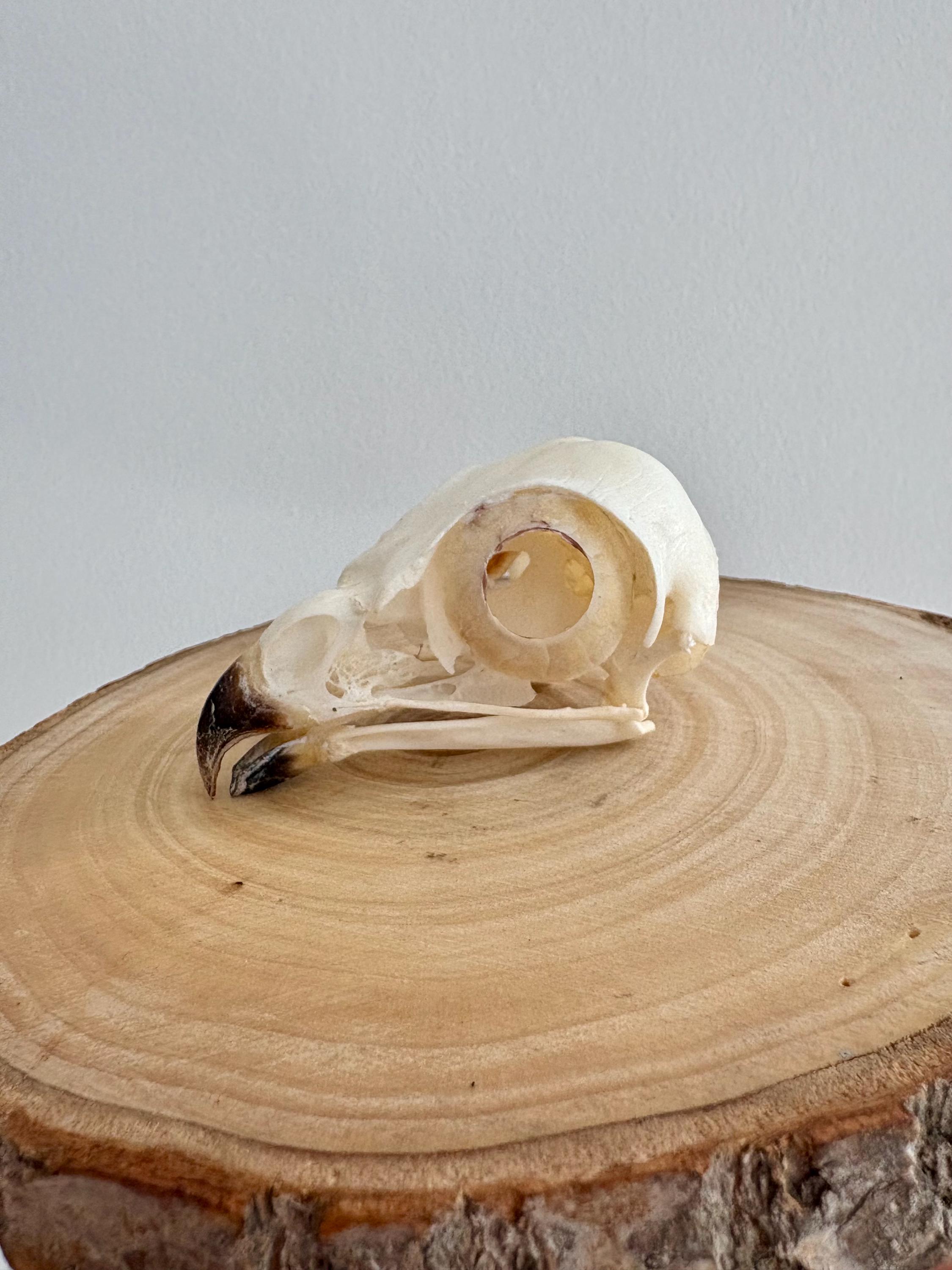 Real Skull of Common Buzzard - Etsy