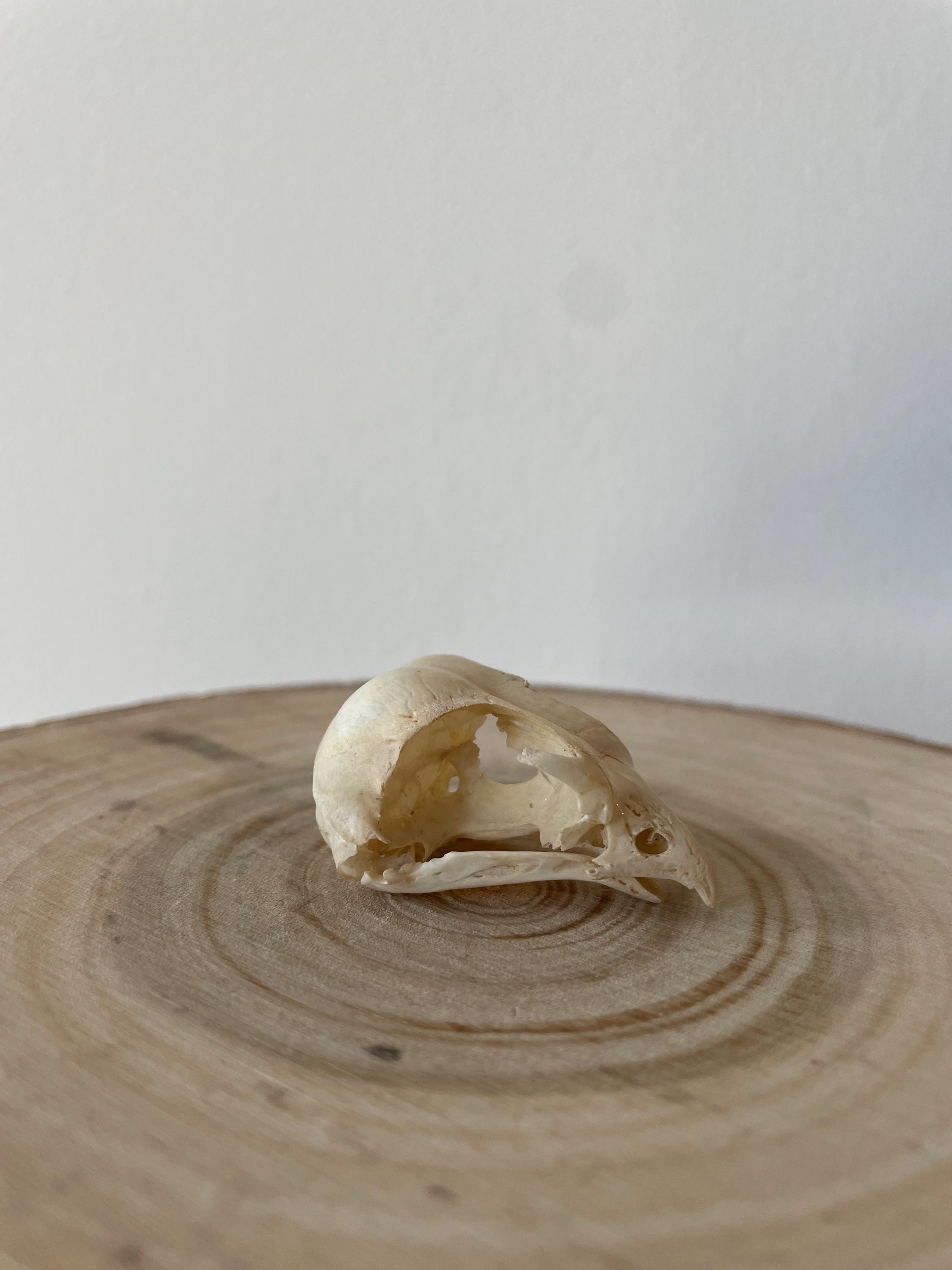 Buzzard Skulls - Etsy