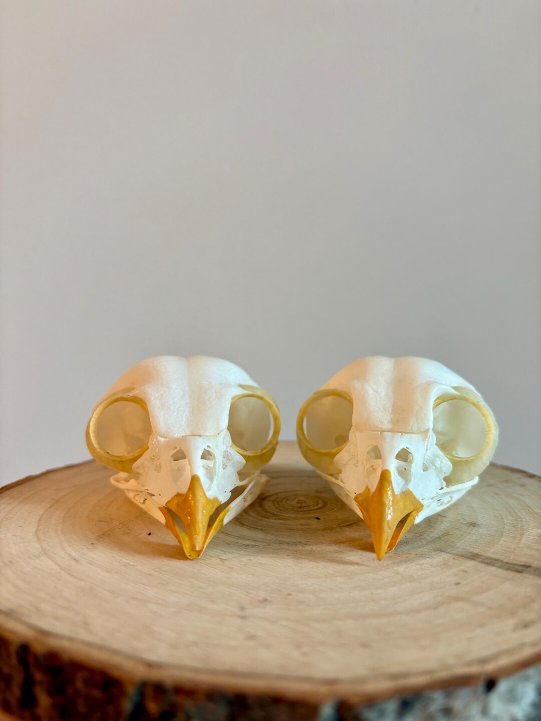 Real Skull of Tawny Owl - Etsy