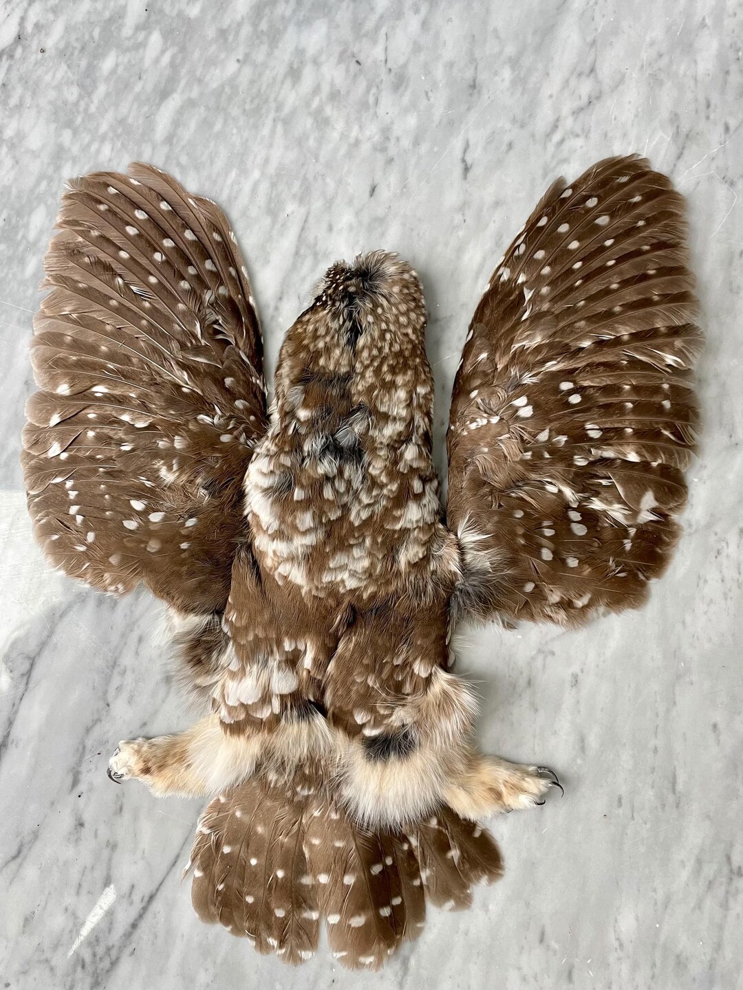 Taxidermy. Boreal Owl Skin Complete With Wings, Tail and Paws. - Etsy