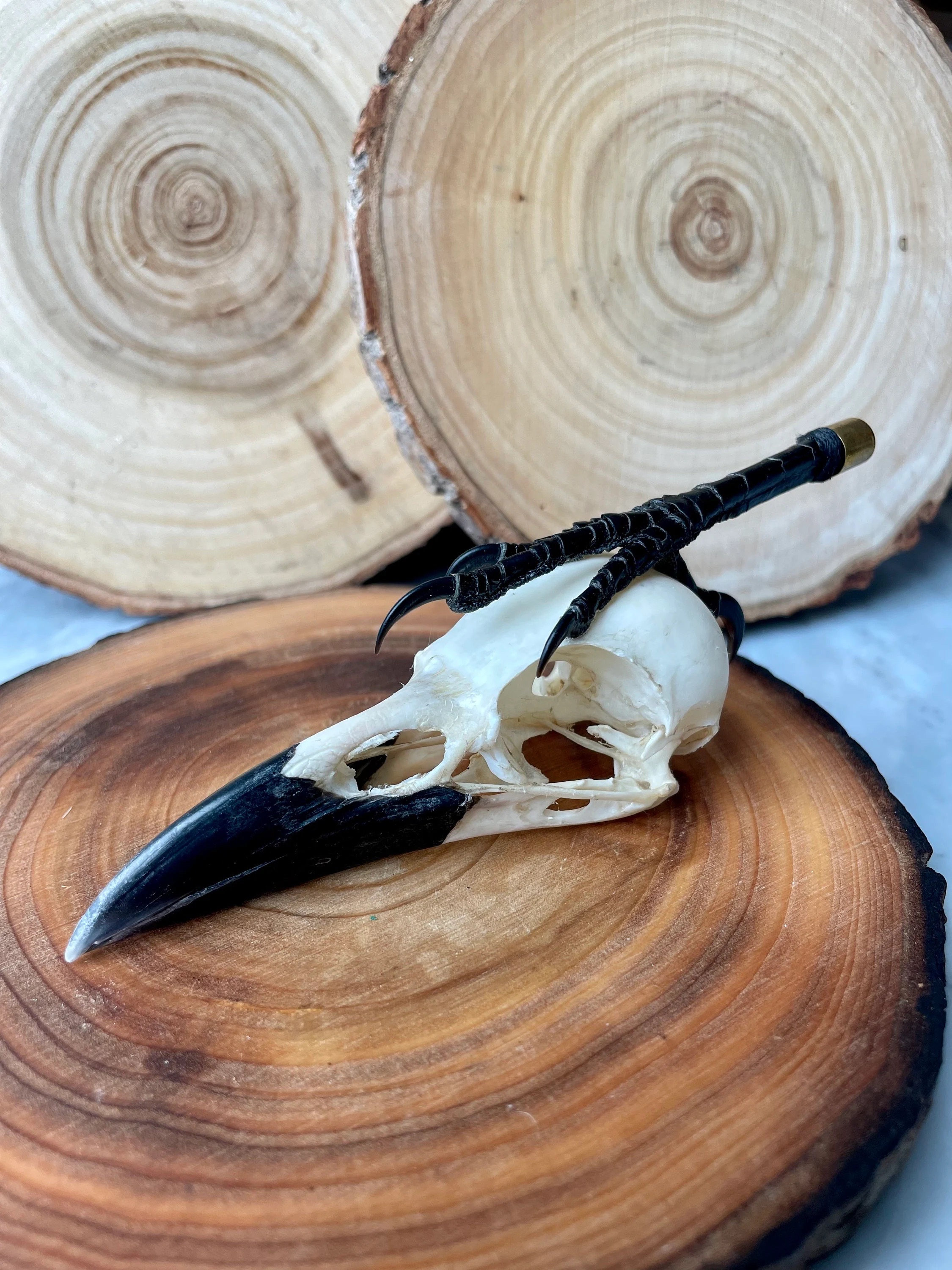 Real Hooded Crow Skull With Crows Paw - Etsy