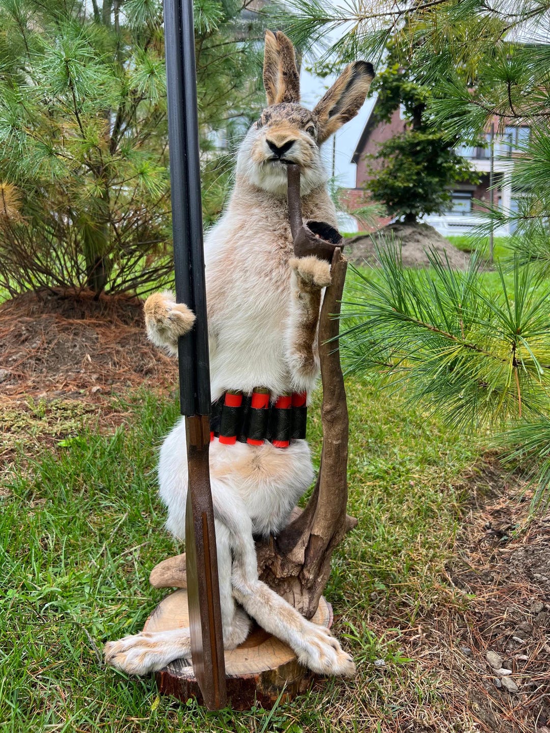 Grey Hare. Hare in the Form of a Hunter. Great Job by the Taxidermists ...