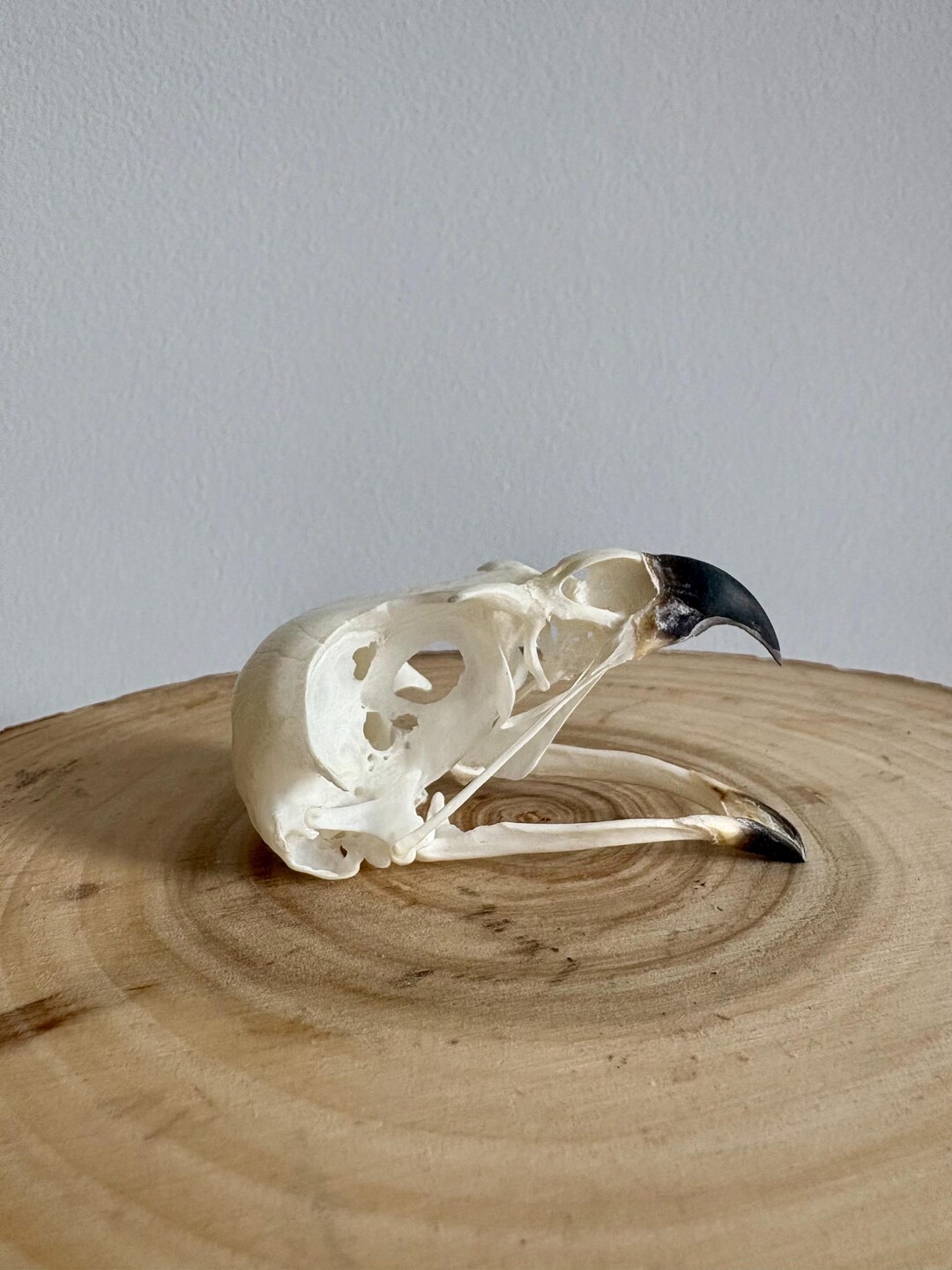 Real Skull Of Hen Harrier Etsy