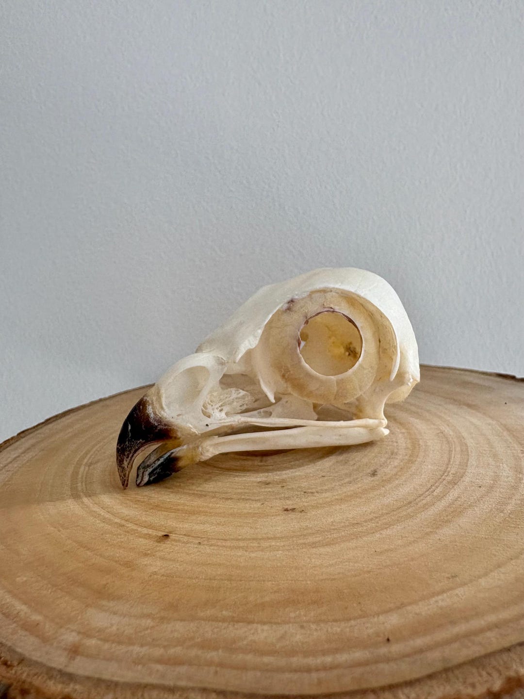 Real Skull of Common Buzzard - Etsy