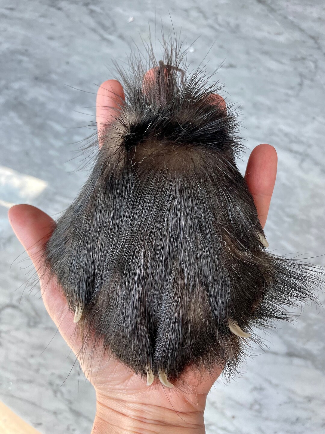 Real Wolverine Paws - Etsy