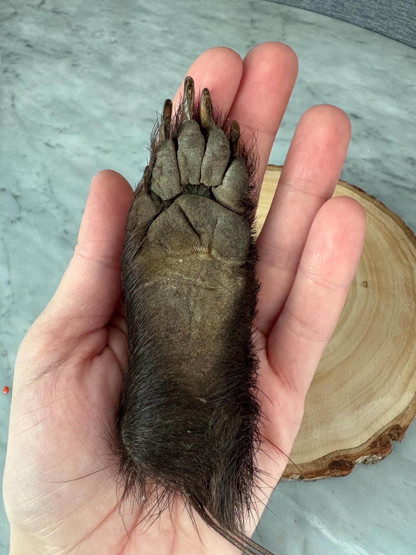 Amulet “badger Paw” - Etsy