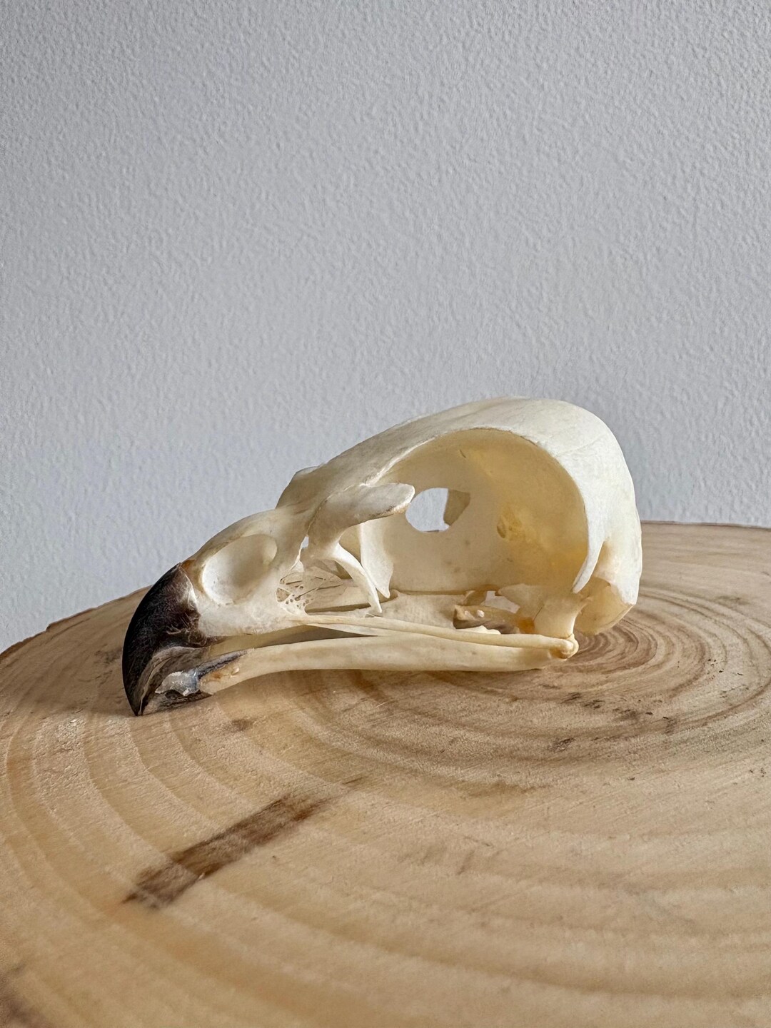 Real Skull of Common Buzzard - Etsy