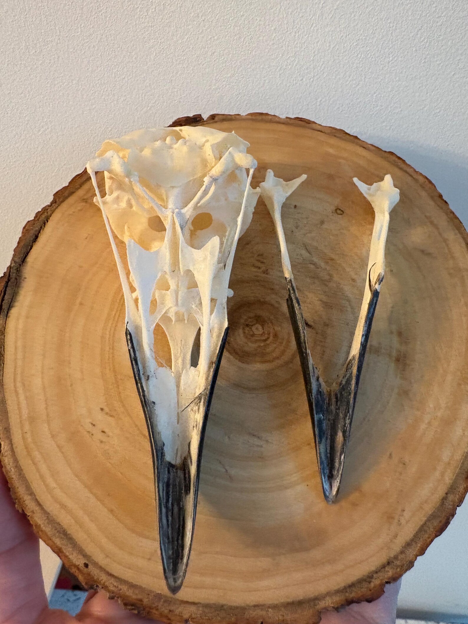 Real Skull of a Black Common Raven - Etsy