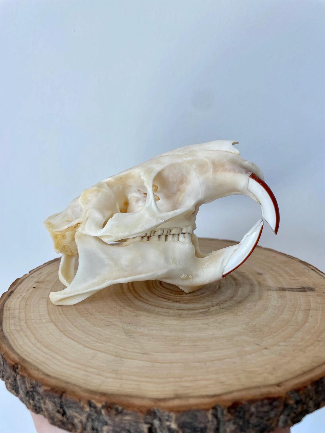 Real Skull of Nutria - Etsy