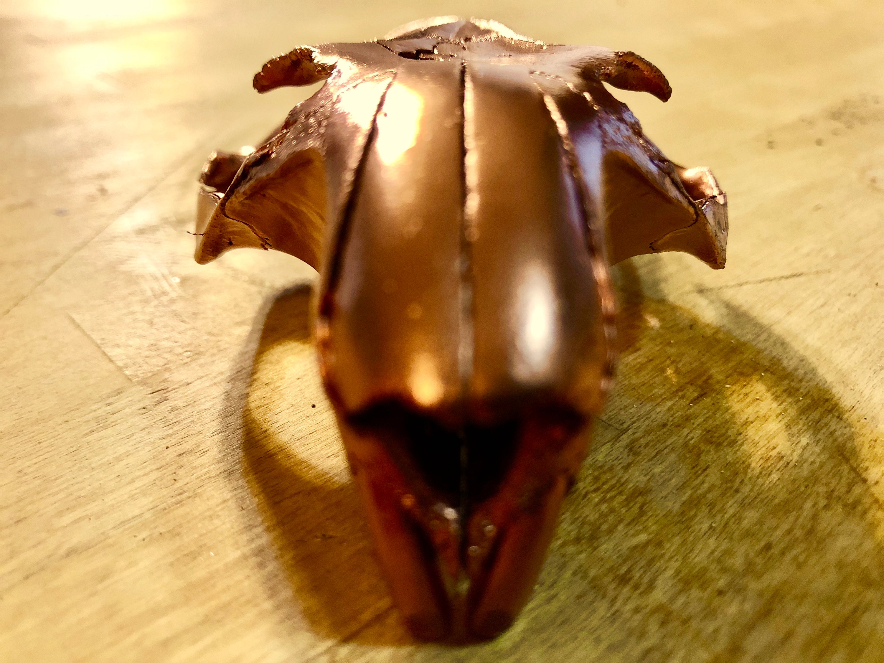 Groundhog Skull Painted Gold | Etsy