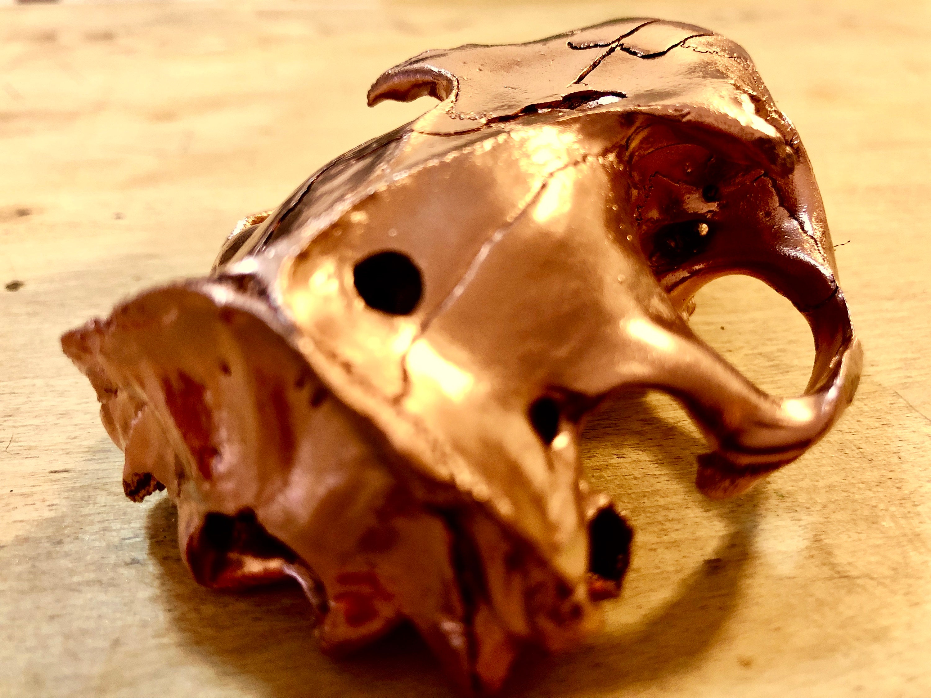 Groundhog Skull Painted Gold | Etsy