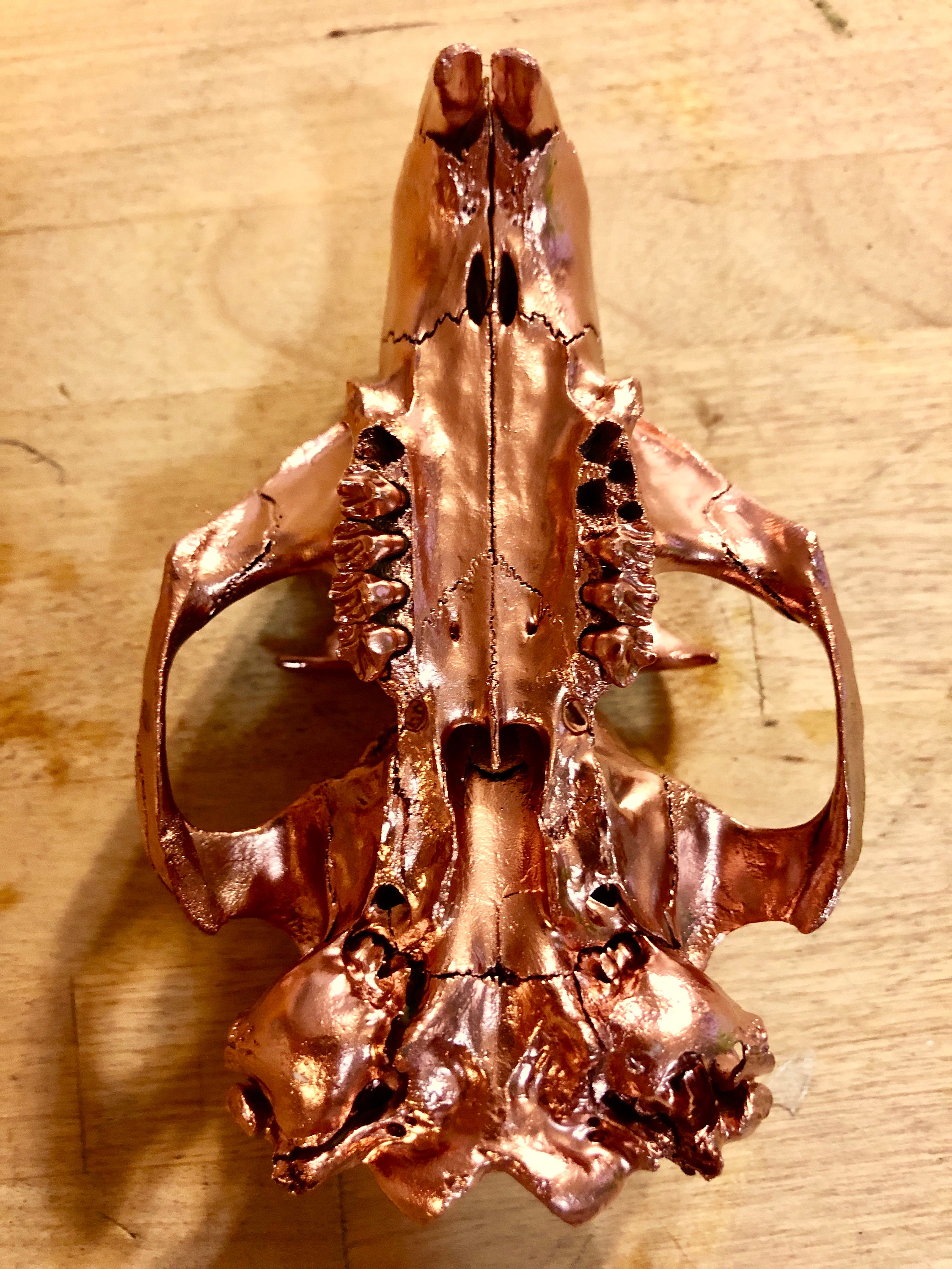 Groundhog Skull Painted Gold - Etsy