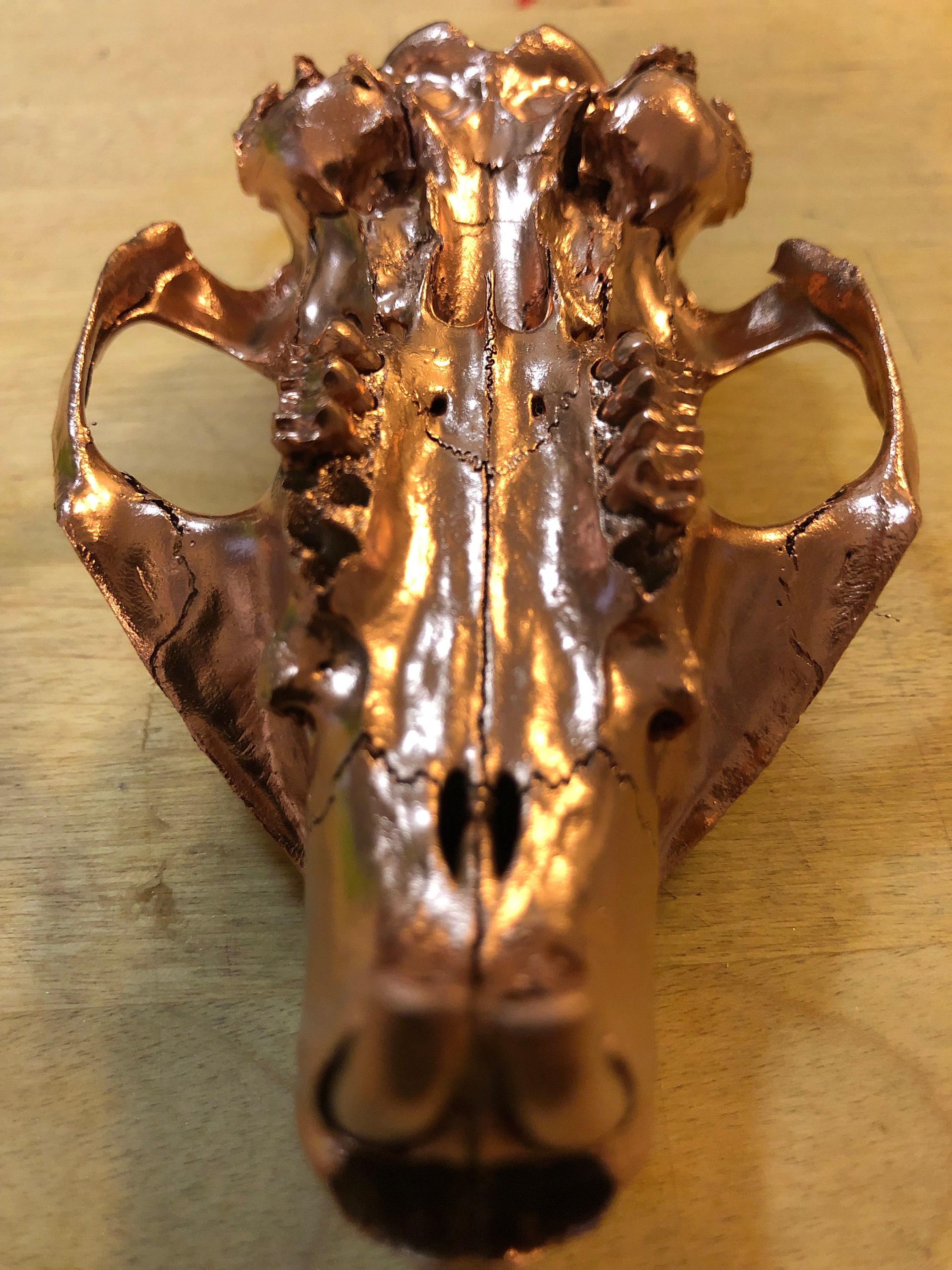 Groundhog Skull Painted Gold - Etsy