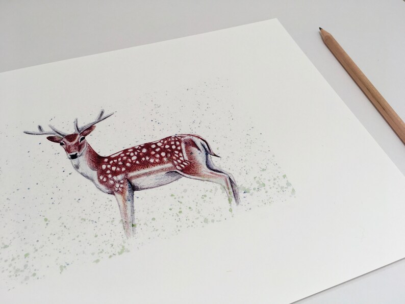 Fallow Deer Art Print | Etsy
