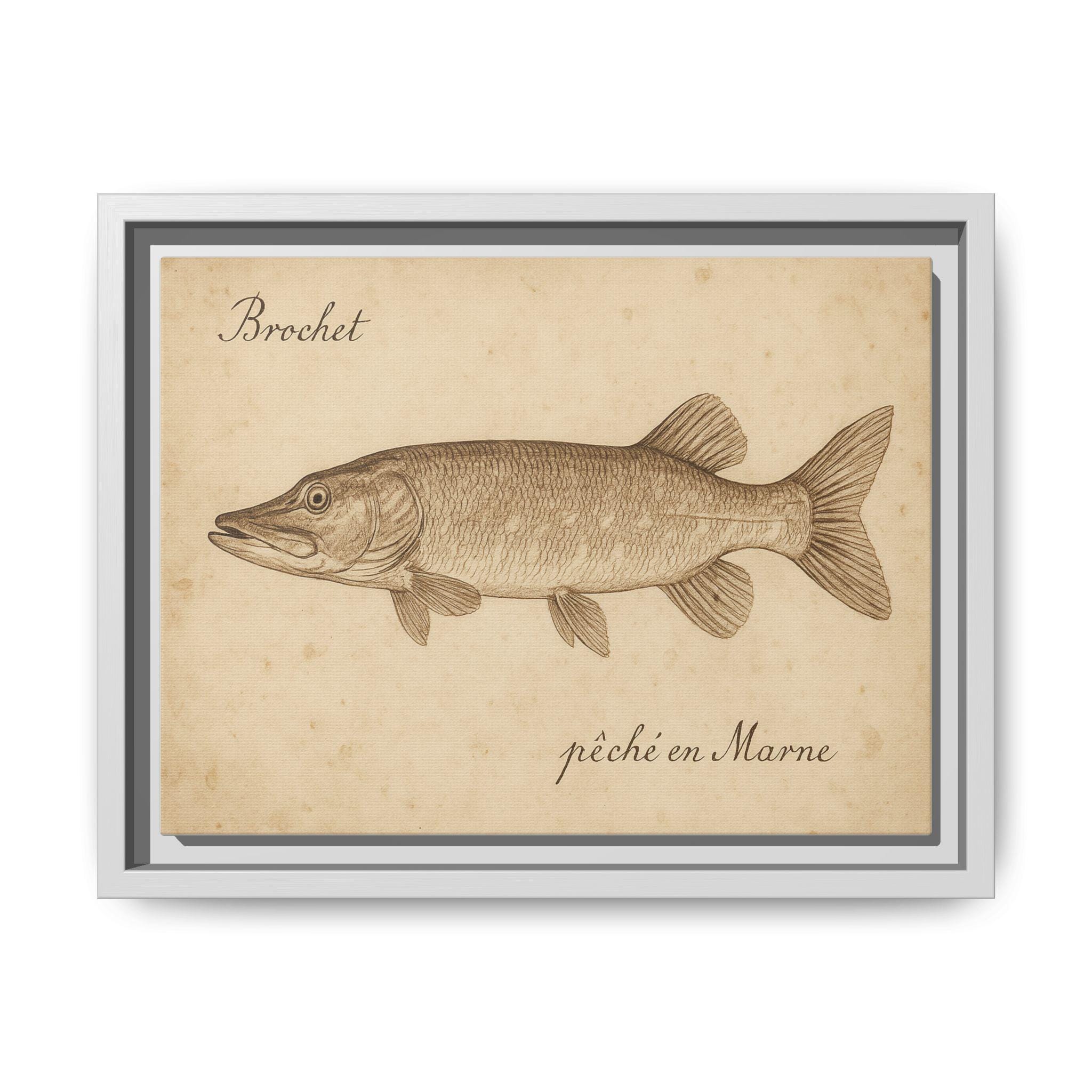 Vintage Pike Fish Art — Framed Canvas Print | Fish Wall Decor - Etsy