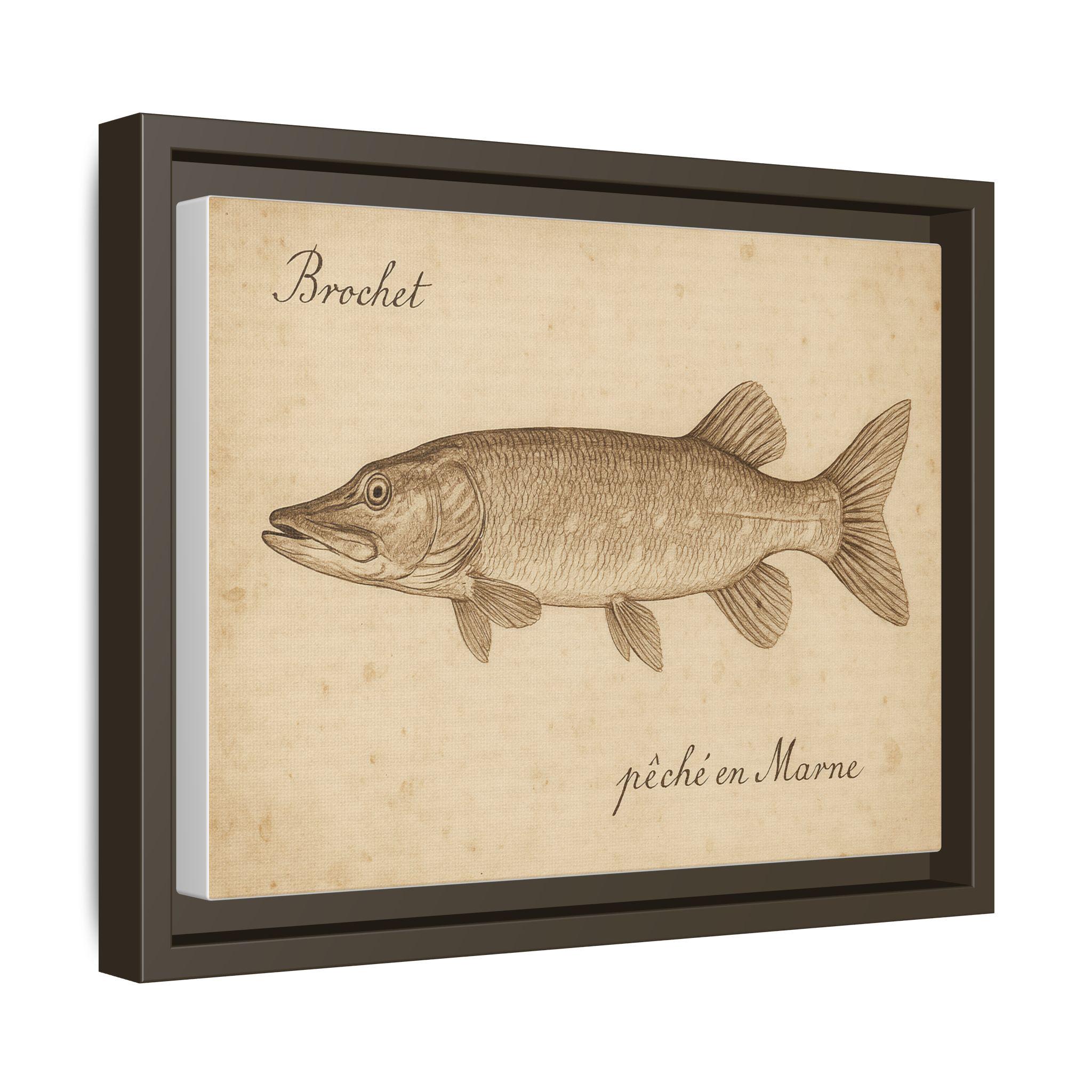 Vintage Pike Fish Art — Framed Canvas Print | Fish Wall Decor - Etsy