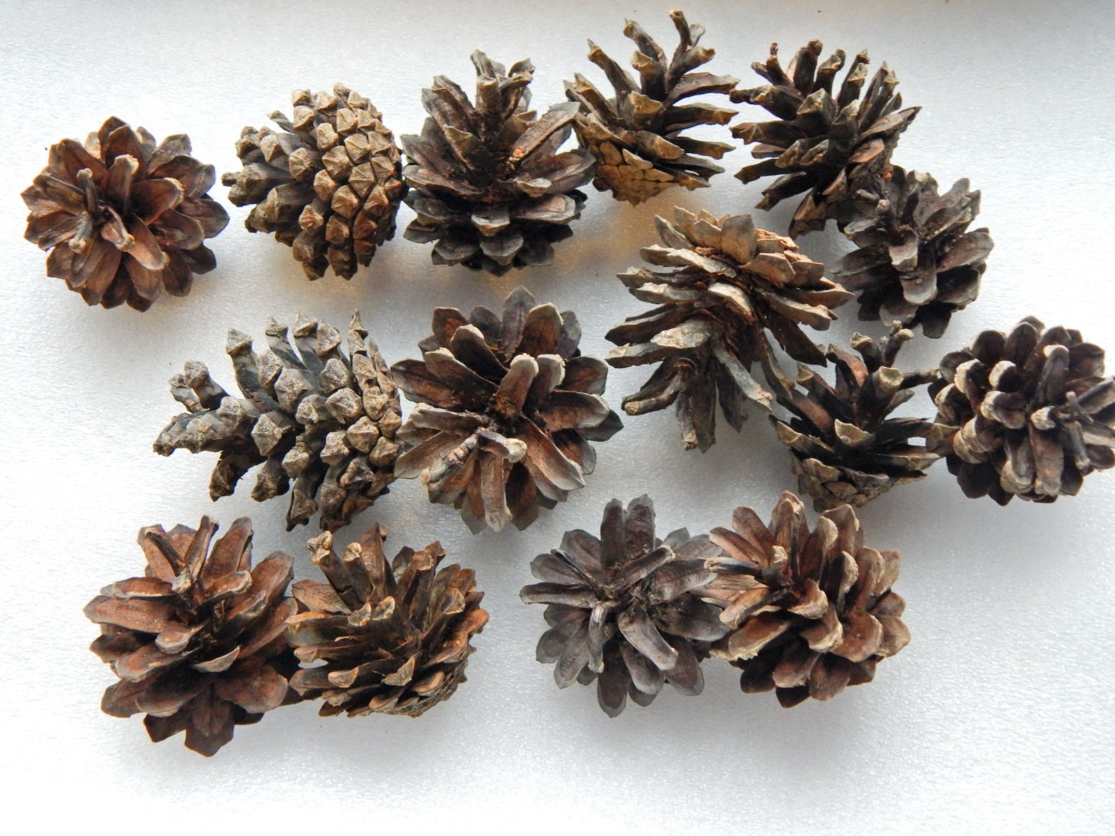 Pine Cones. Set of 15 Pine Cones. Small Pine Cones. Decorative - Etsy