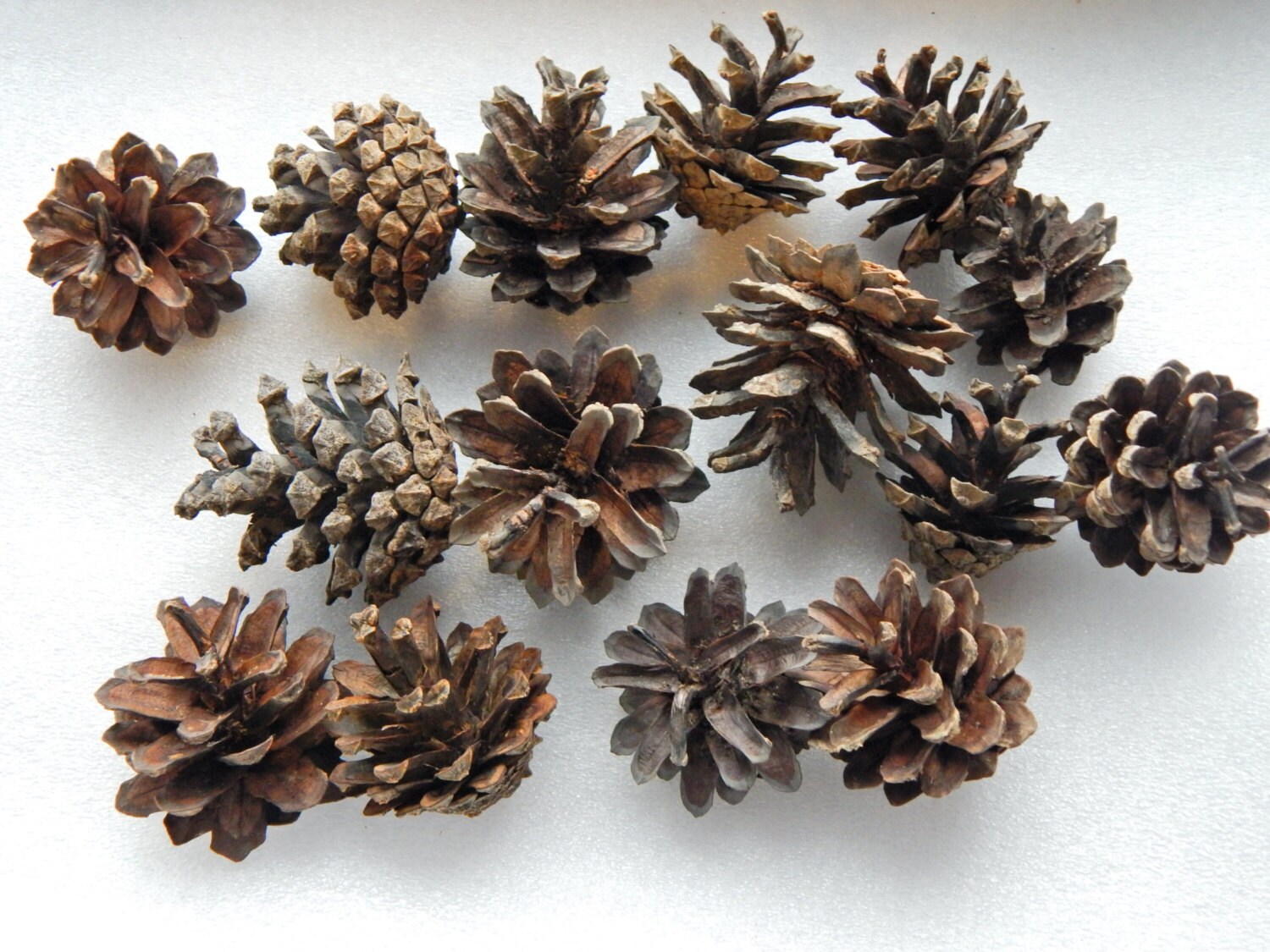 Pine Cones. Set of 15 Pine Cones. Small Pine Cones. Decorative - Etsy